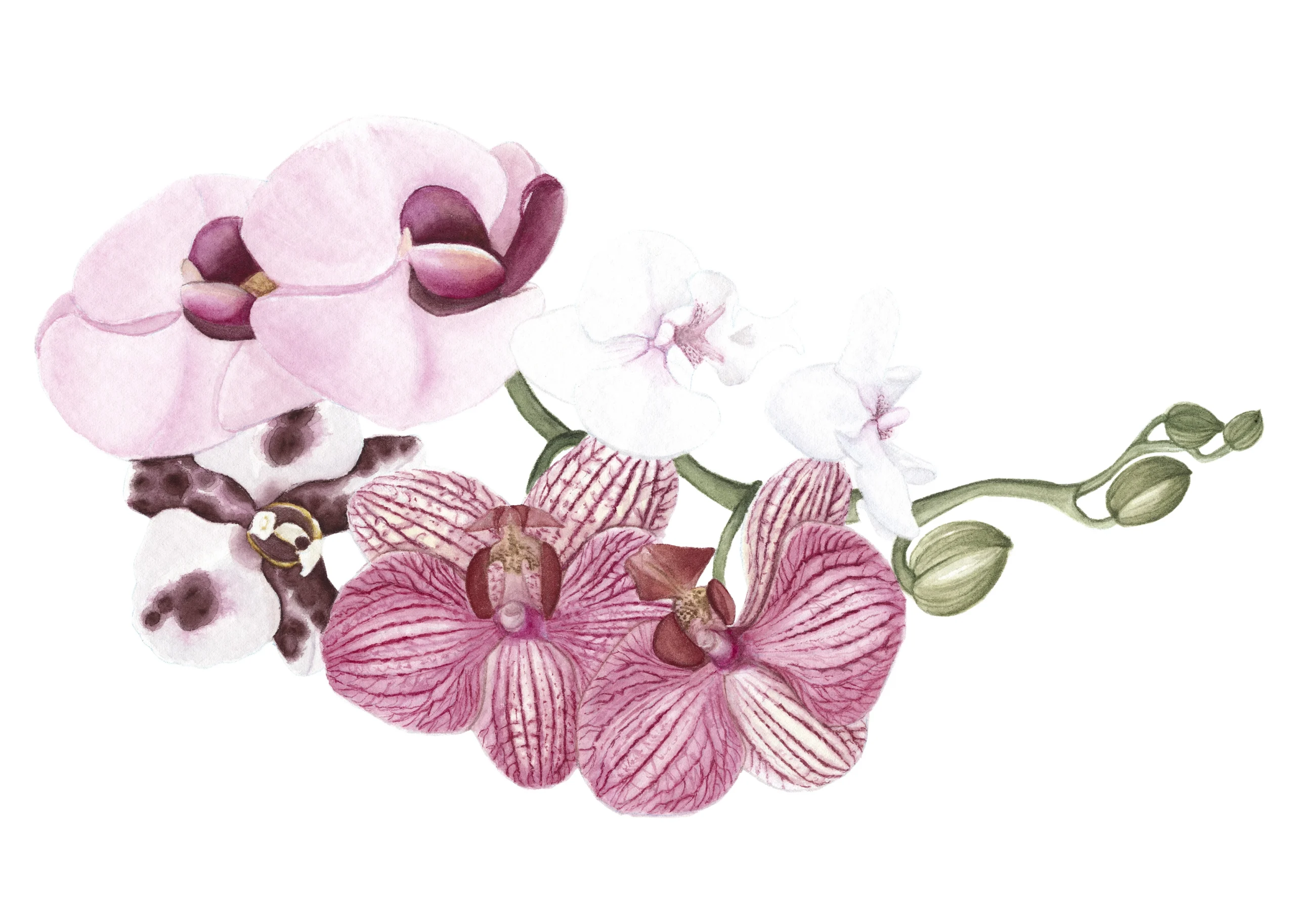 Cindy Pretorius Collection | Orms Print Room & Framing