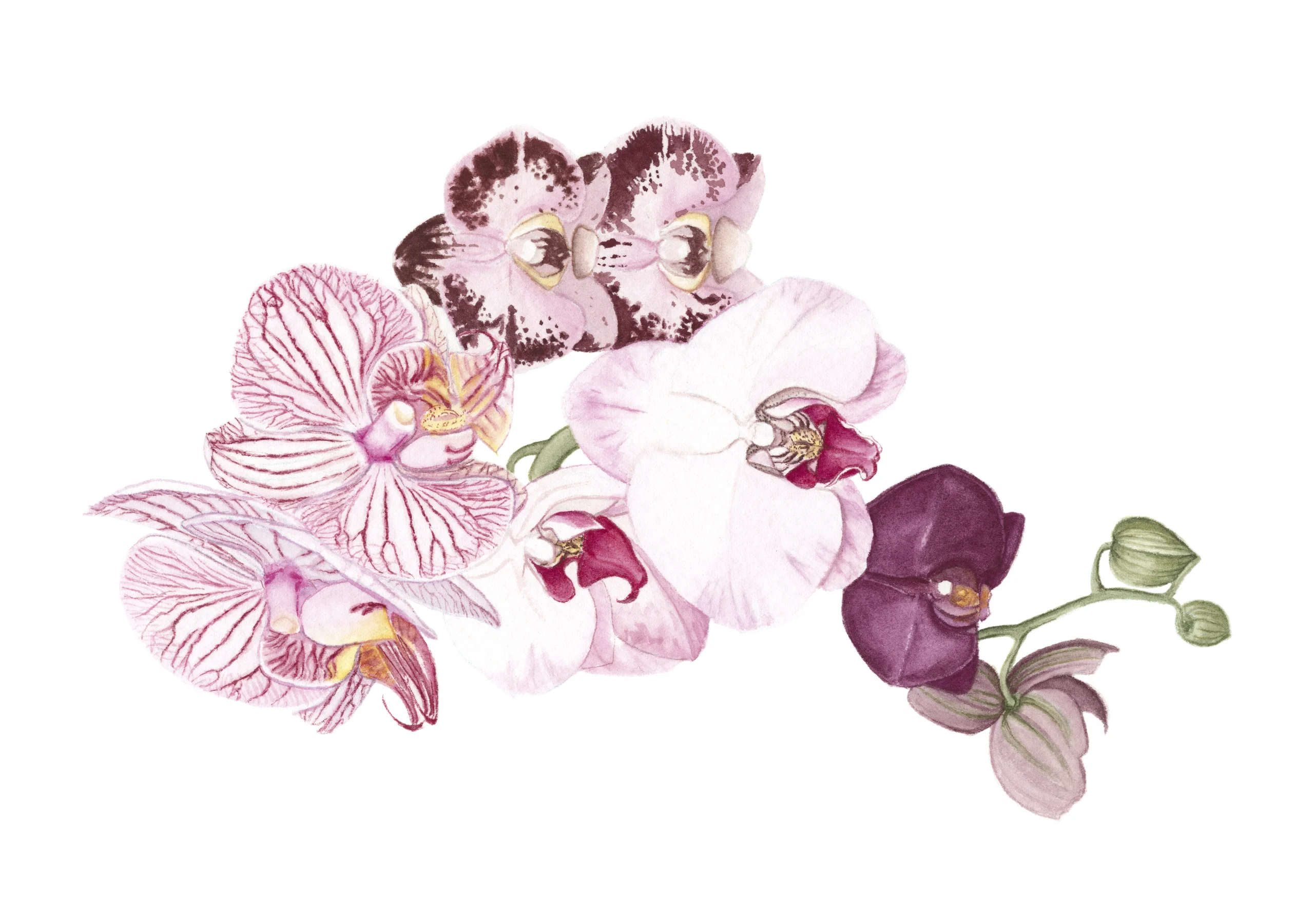 Cindy Pretorius Collection | Orms Print Room & Framing