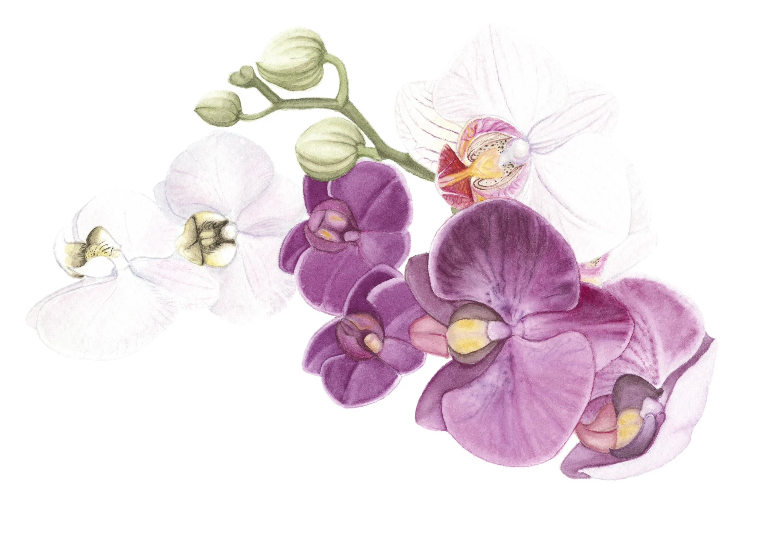 Cindy Pretorius Collection | Orms Print Room & Framing